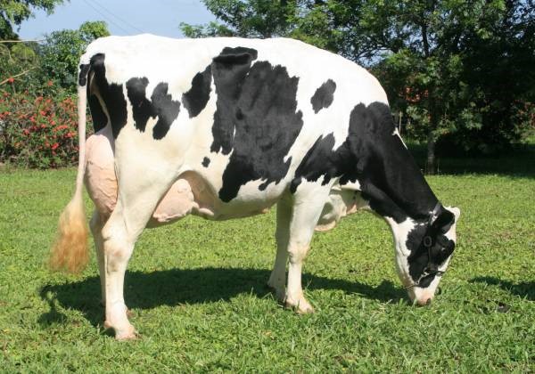 Vaca_Agro_Marketing - AgroMarketing